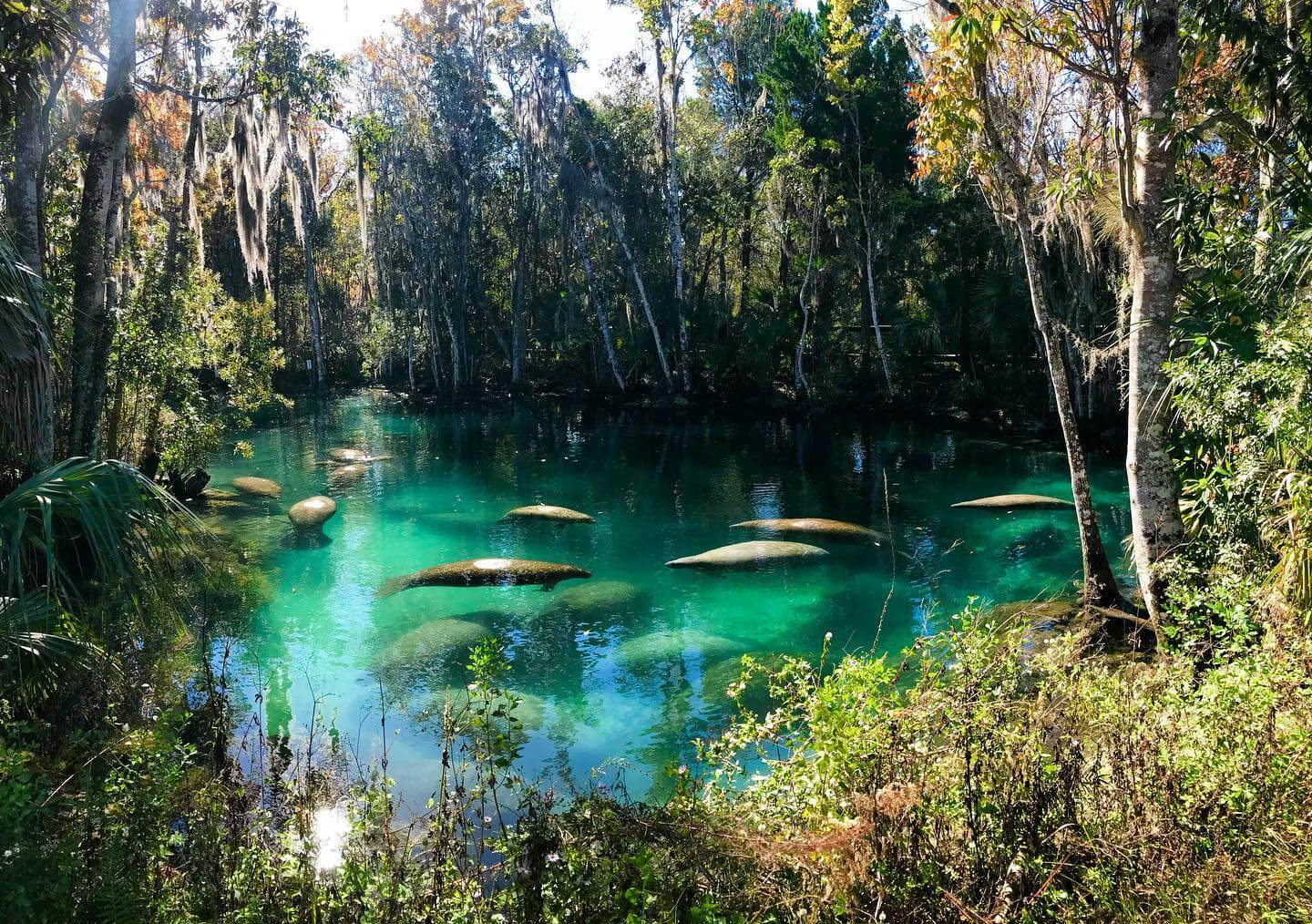 Visit Three Sisters Springs! - Citrus County Chamber of Commerce