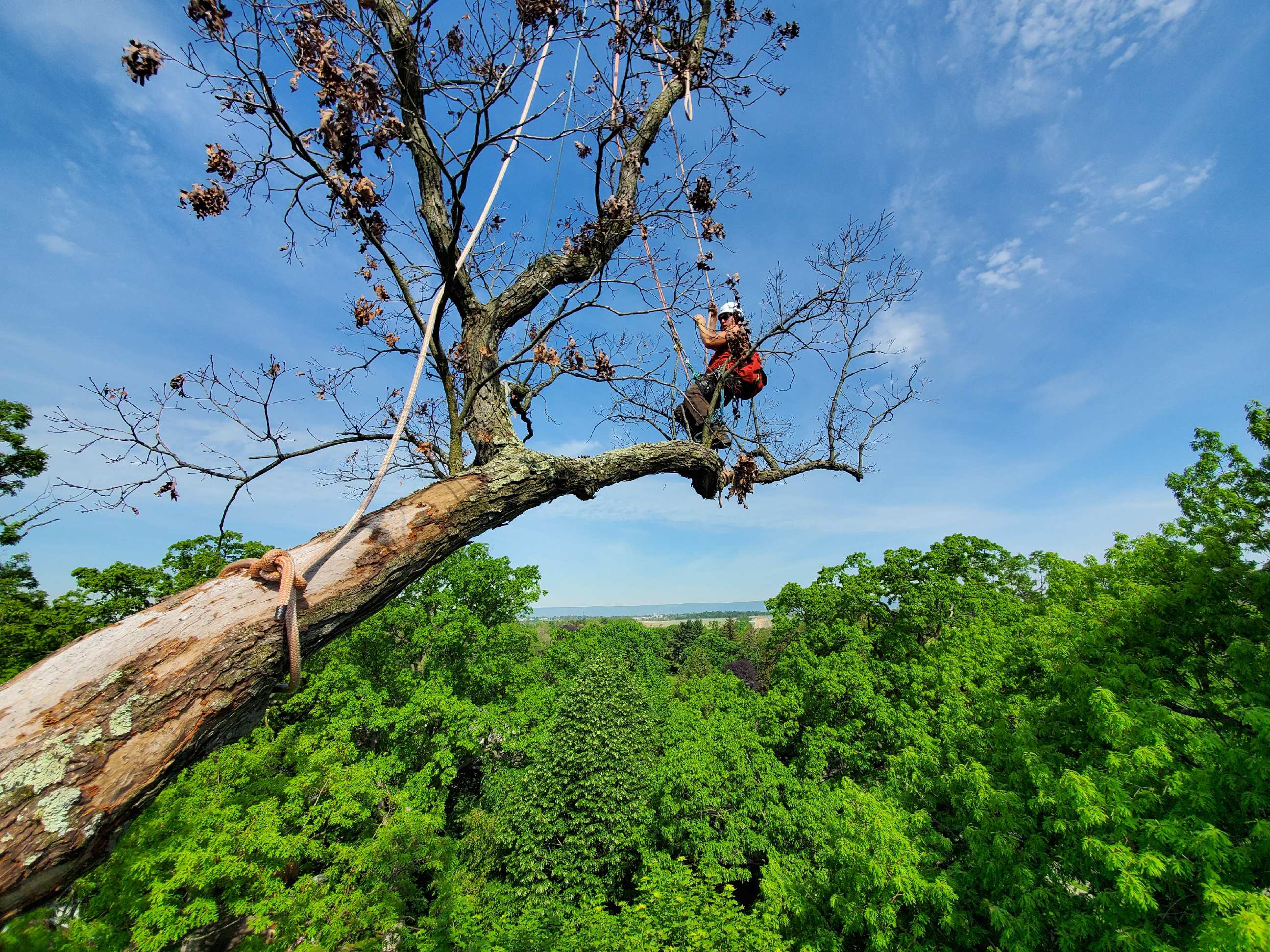 Beside the Point: Cumberland Valley Tree Service-Landscaping ...