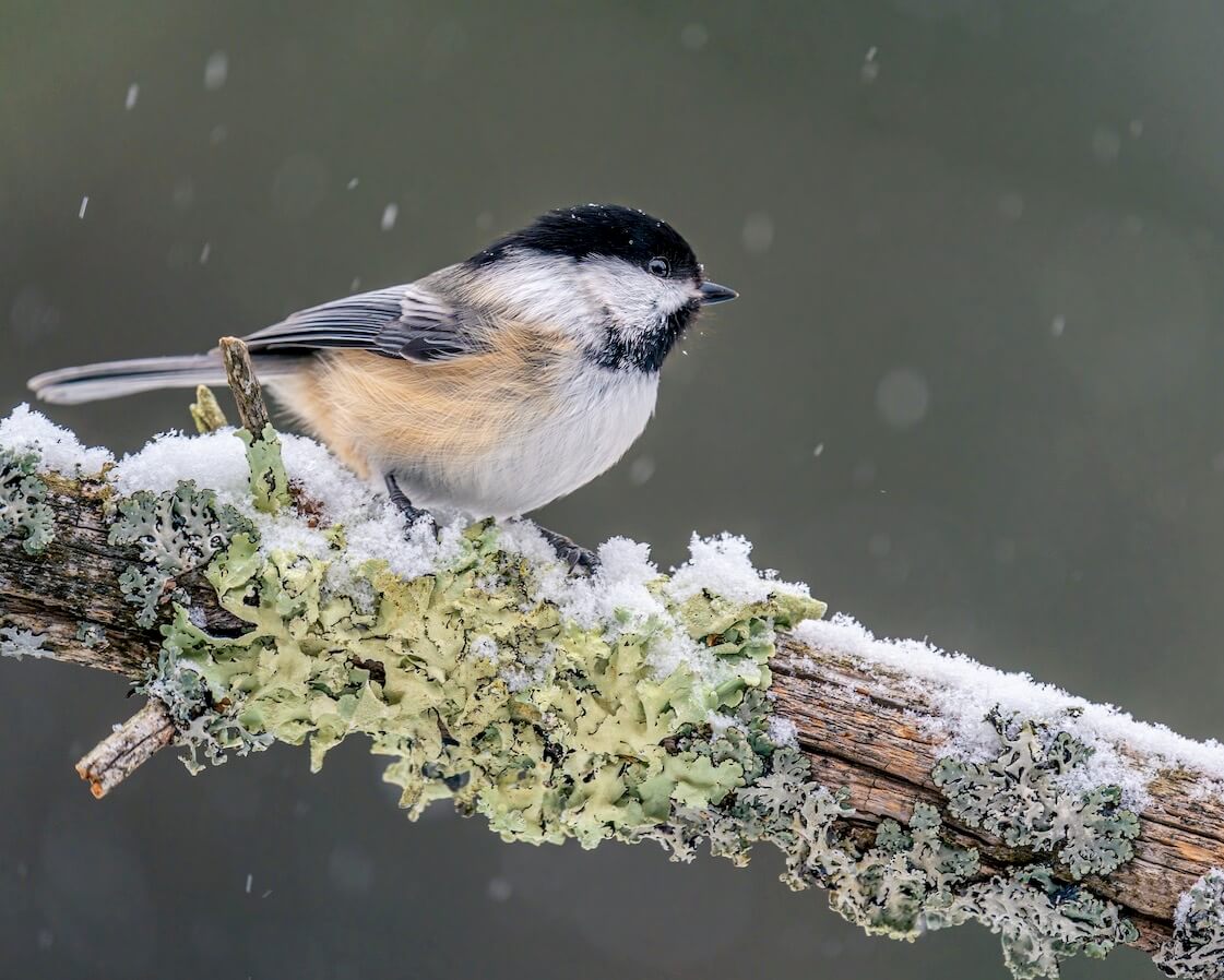 Make Your Yard a Winter Destination with Suet Cakes - Wild Bird Feeding ...