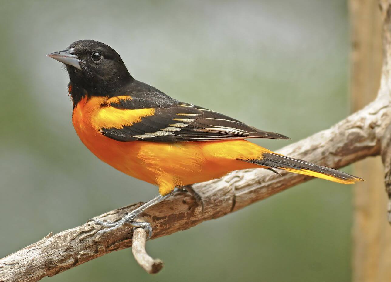 How Citizen Scientists are Revolutionizing Avian Research - Wild Bird ...