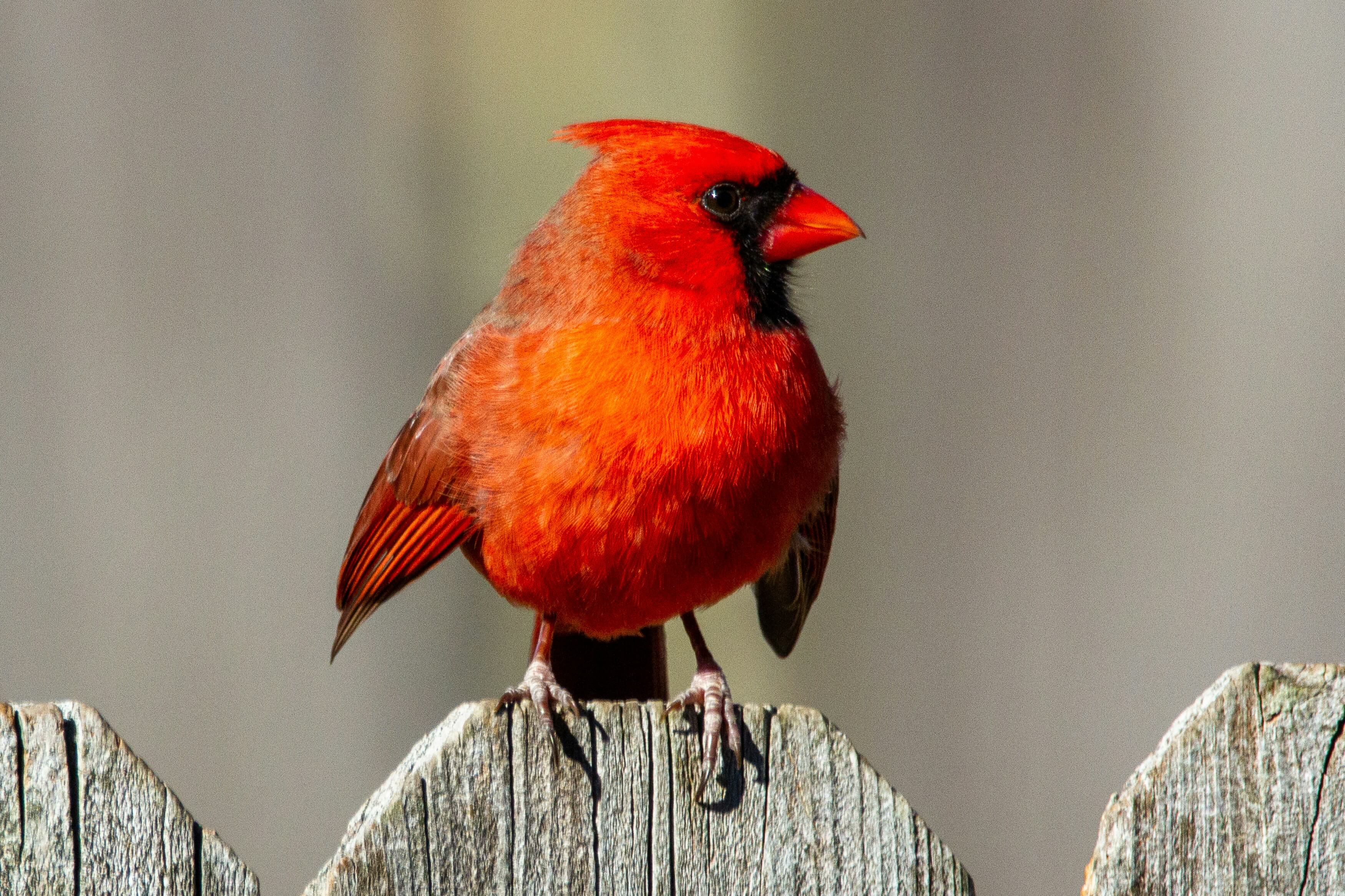 Birding’s Economic Impact: A Vital Connection to Nature - Wild Bird ...