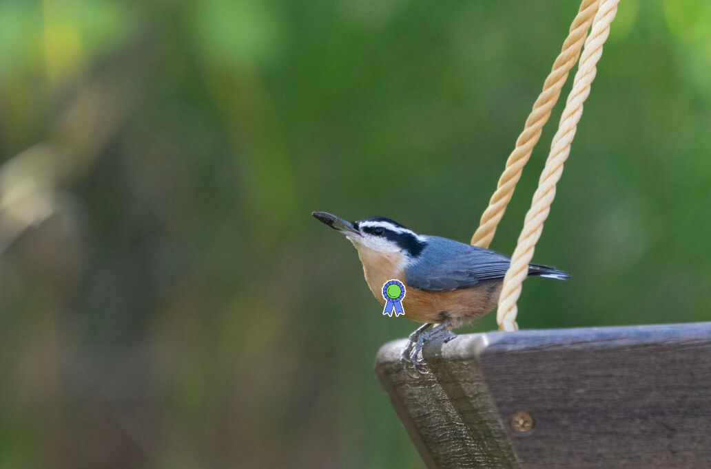2024 WBFI Member Awards: Celebrating 40 Years of Dedication - Wild Bird ...