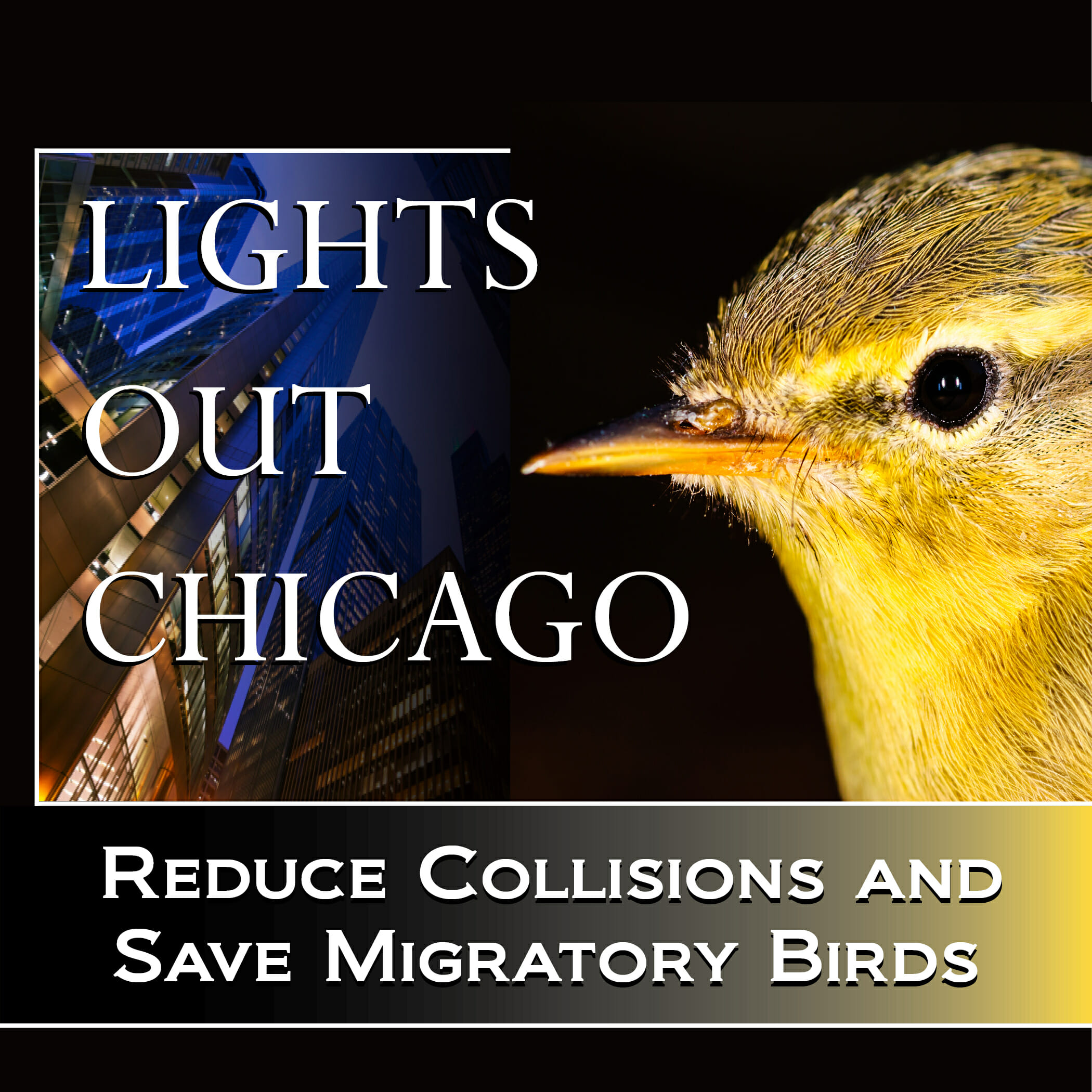 Lights Out Chicago! Turn Off/Down Lights after 11 p.m. March 15-August ...