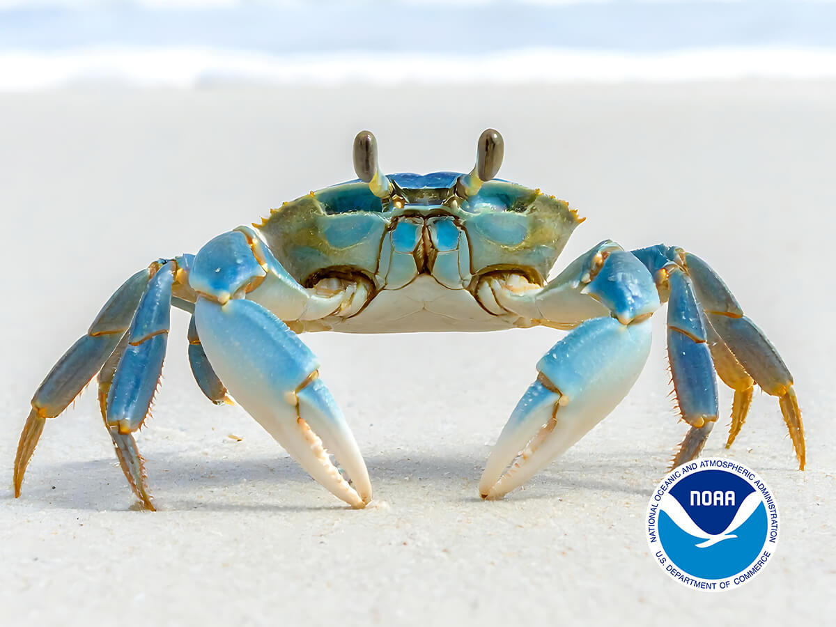 Court Settlement Stays Crab Import Ban - Louisiana Restaurant Association