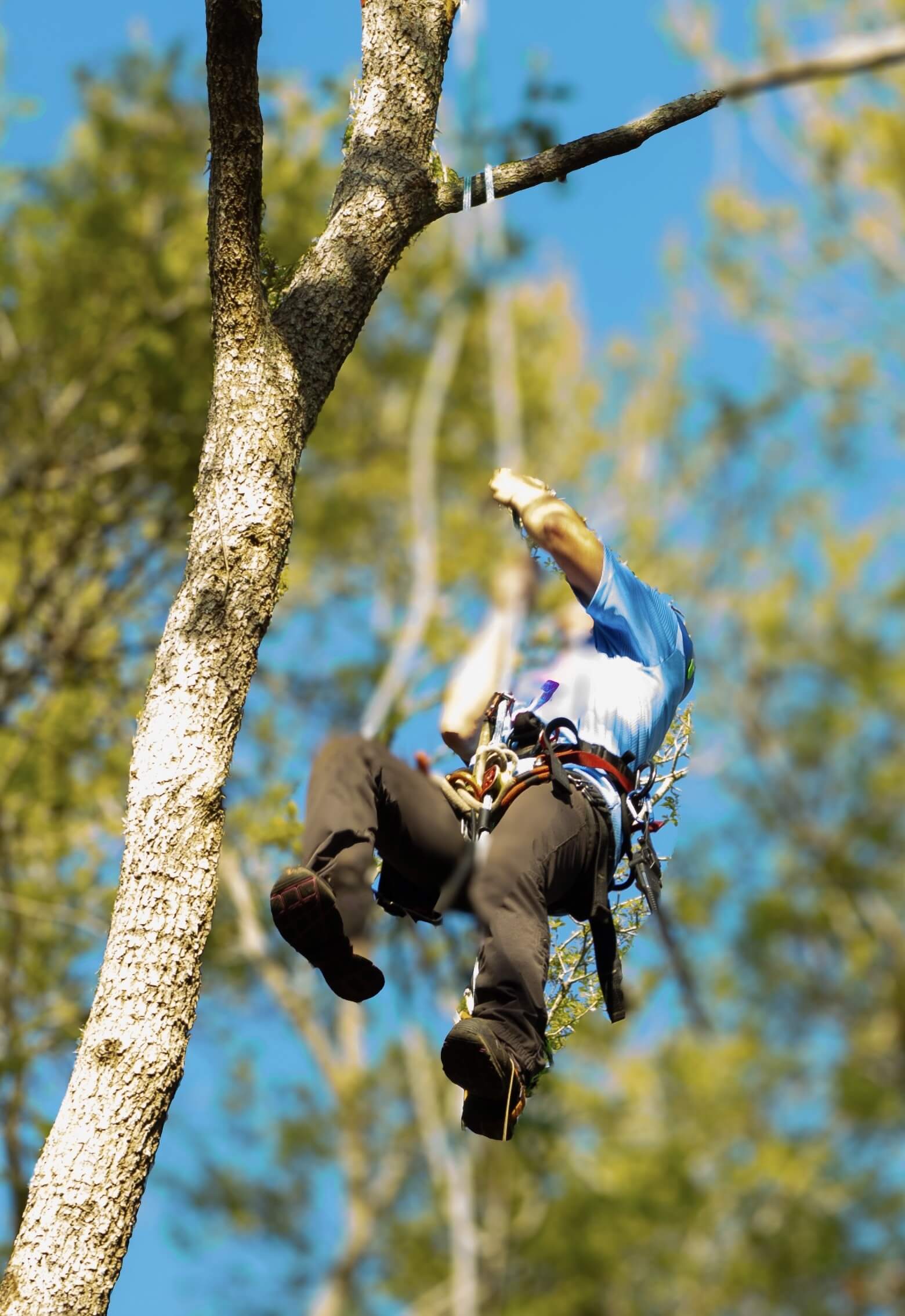 Florida Chapter Tree Climbing Championship (FLTCC) - Florida Chapter ...