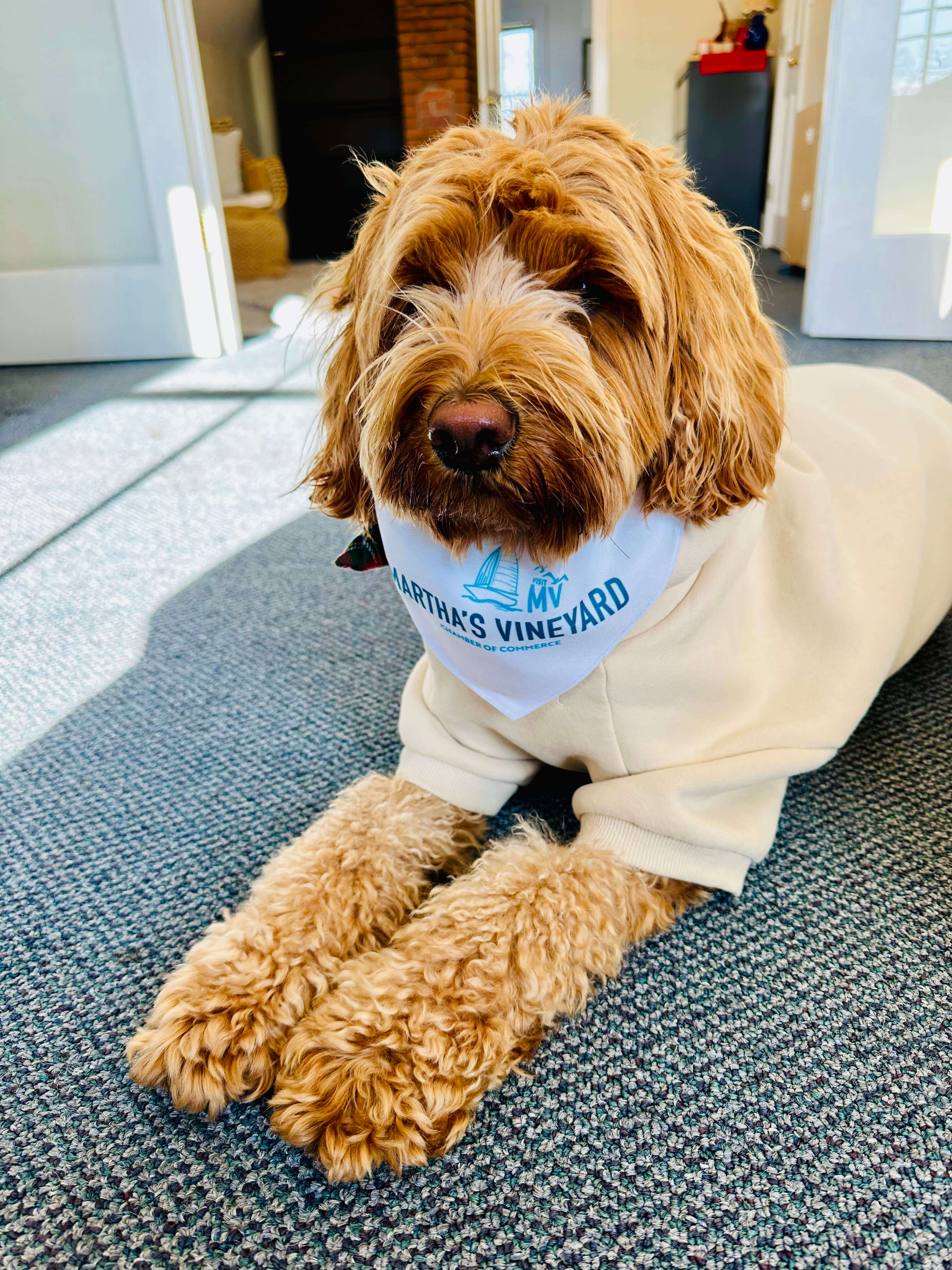 Explore Martha's Vineyard with Your Dog